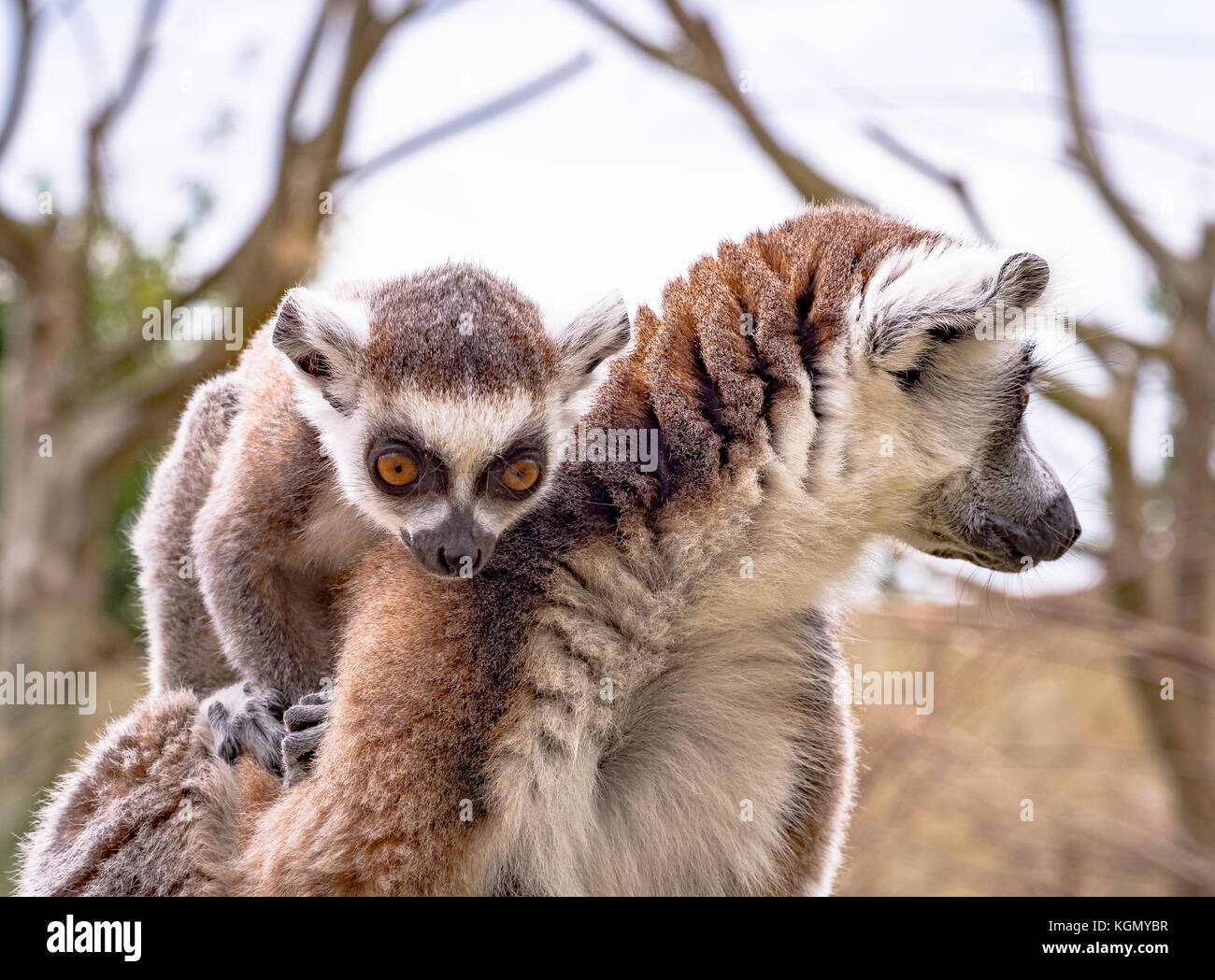 Ailurus fulgens baby hi-res stock photography and images - Alamy