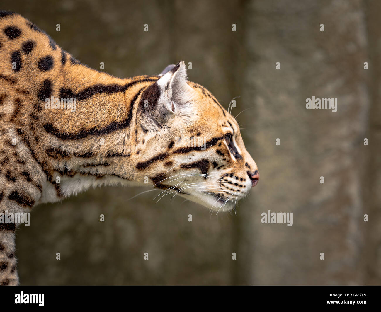 Amazon world zoo hi-res stock photography and images - Alamy