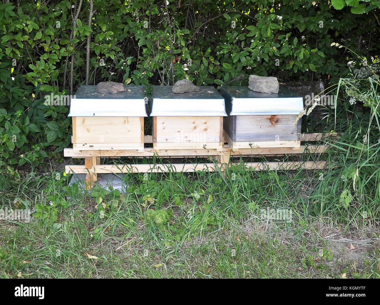 Three beehives at the edge of the forest Stock Photo - Alamy