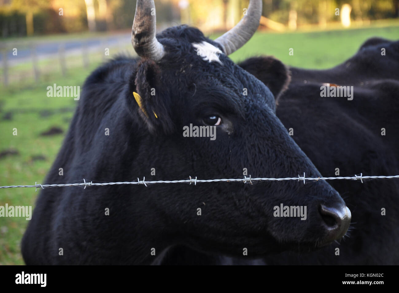 Cow behind barbed wire Stock Photo - Alamy