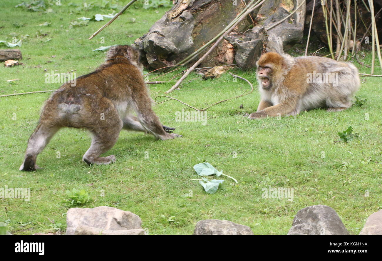 Fighting male Barbary macaques (Macaca sylvanus) facing each other ...