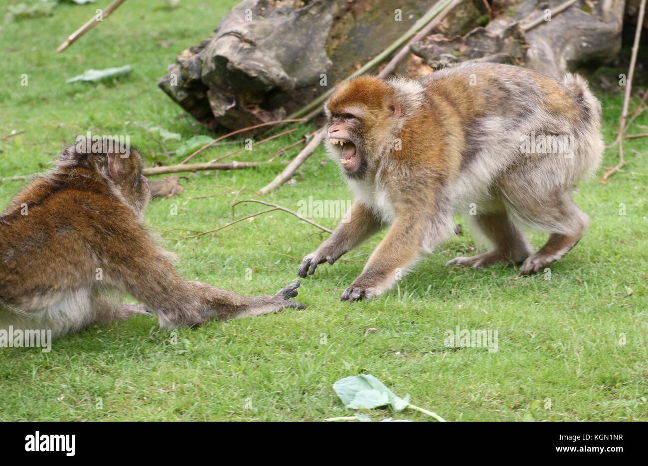 Fighting male Barbary macaques (Macaca sylvanus) facing each other Stock Photo - Alamy