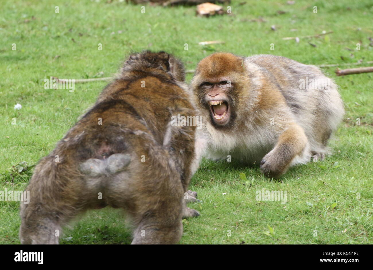 Fighting male Barbary macaques (Macaca sylvanus) facing each other ...