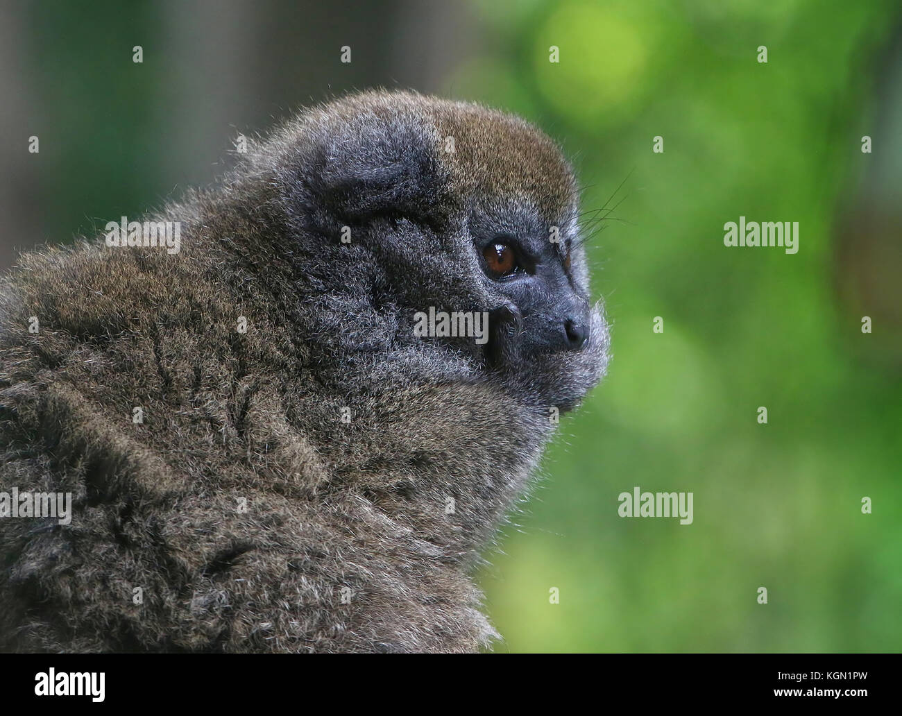 Madagascar Lac Alaotra bamboo lemur (Hapalemur alaotrensis), a.k.a ...