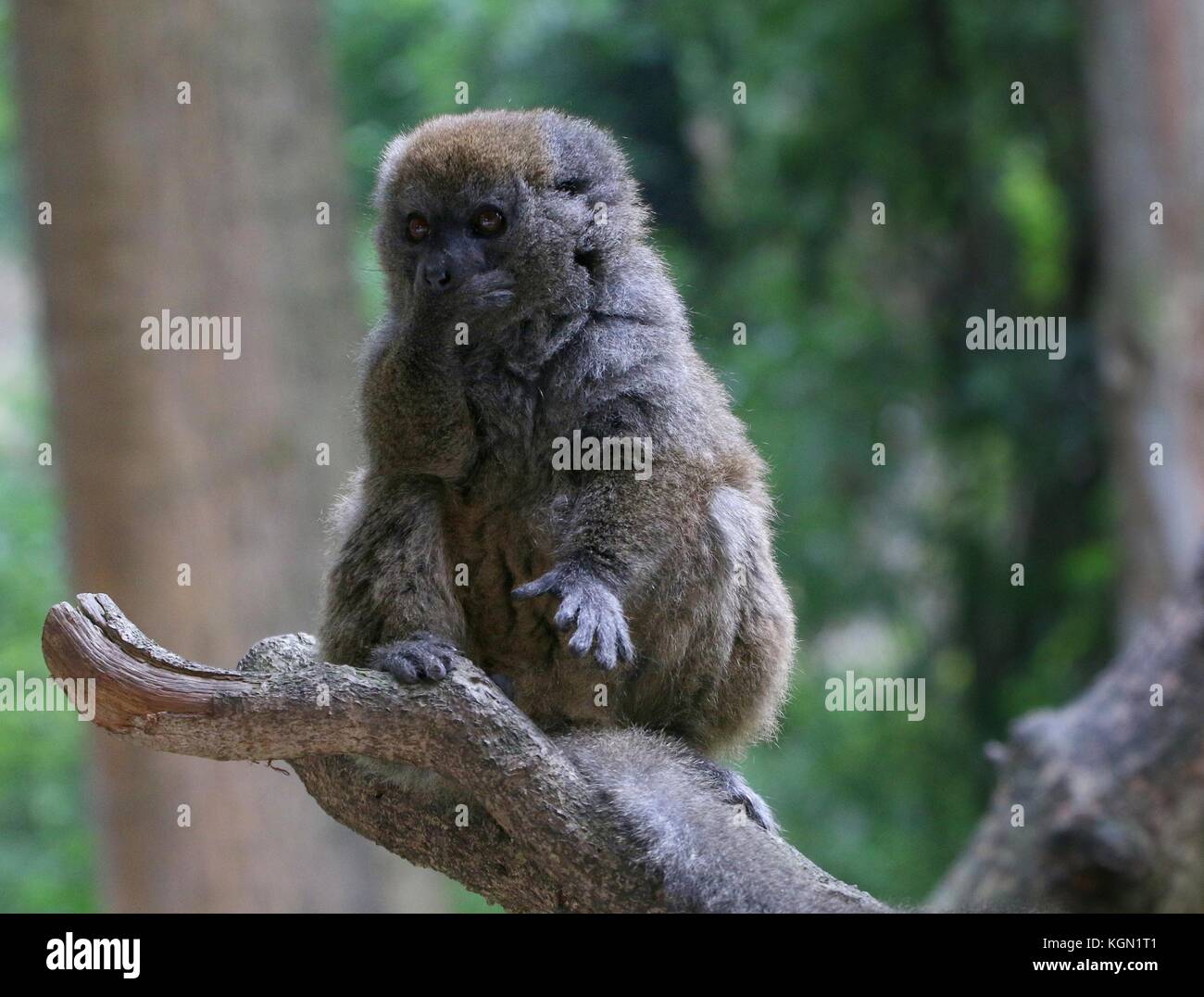 Madagascar Lac Alaotra bamboo lemur (Hapalemur alaotrensis), a.k.a ...