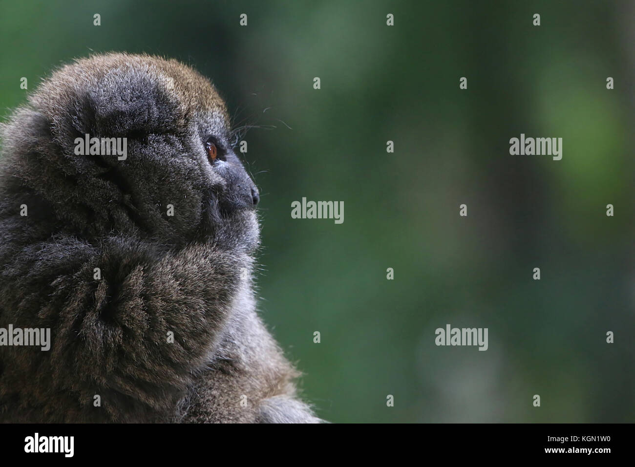 Madagascar Lac Alaotra bamboo lemur (Hapalemur alaotrensis), a.k.a ...