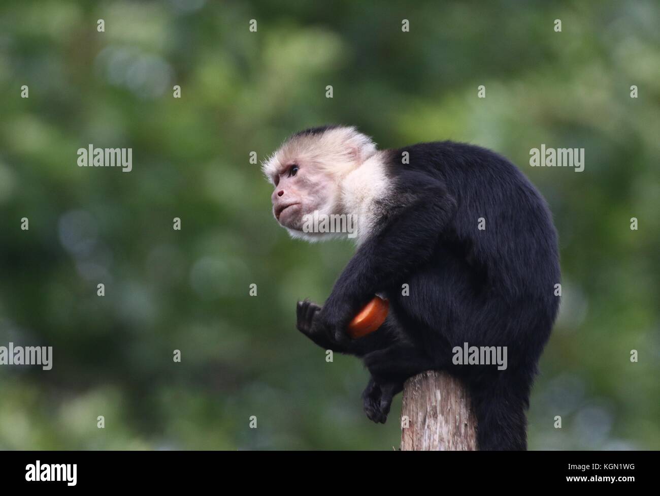 Central American White headed capuchin monkey (Cebus capucinus) eating ...