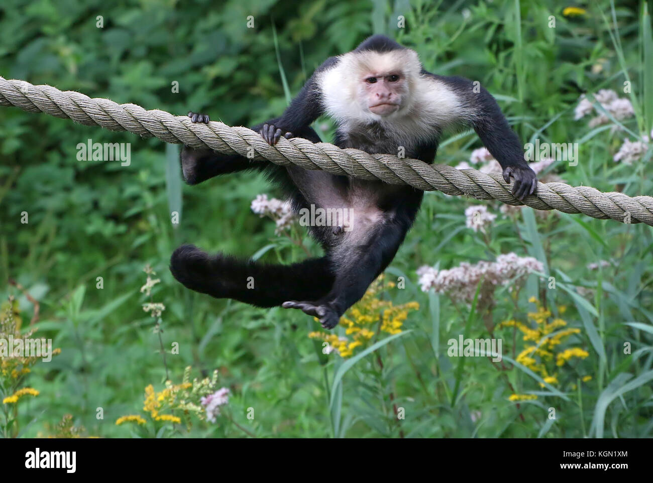 Central American White headed capuchin monkey (Cebus capucinus ...