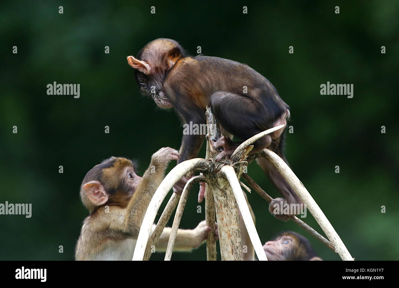 Young Barbary macaque or Barbary ape (Macaca sylvanus) climbing to the ...
