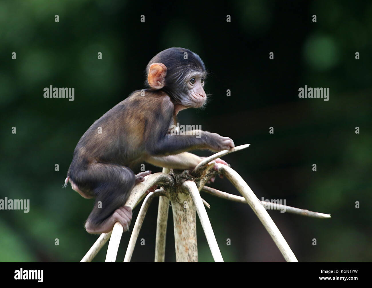 Macaco berbere hi-res stock photography and images - Alamy