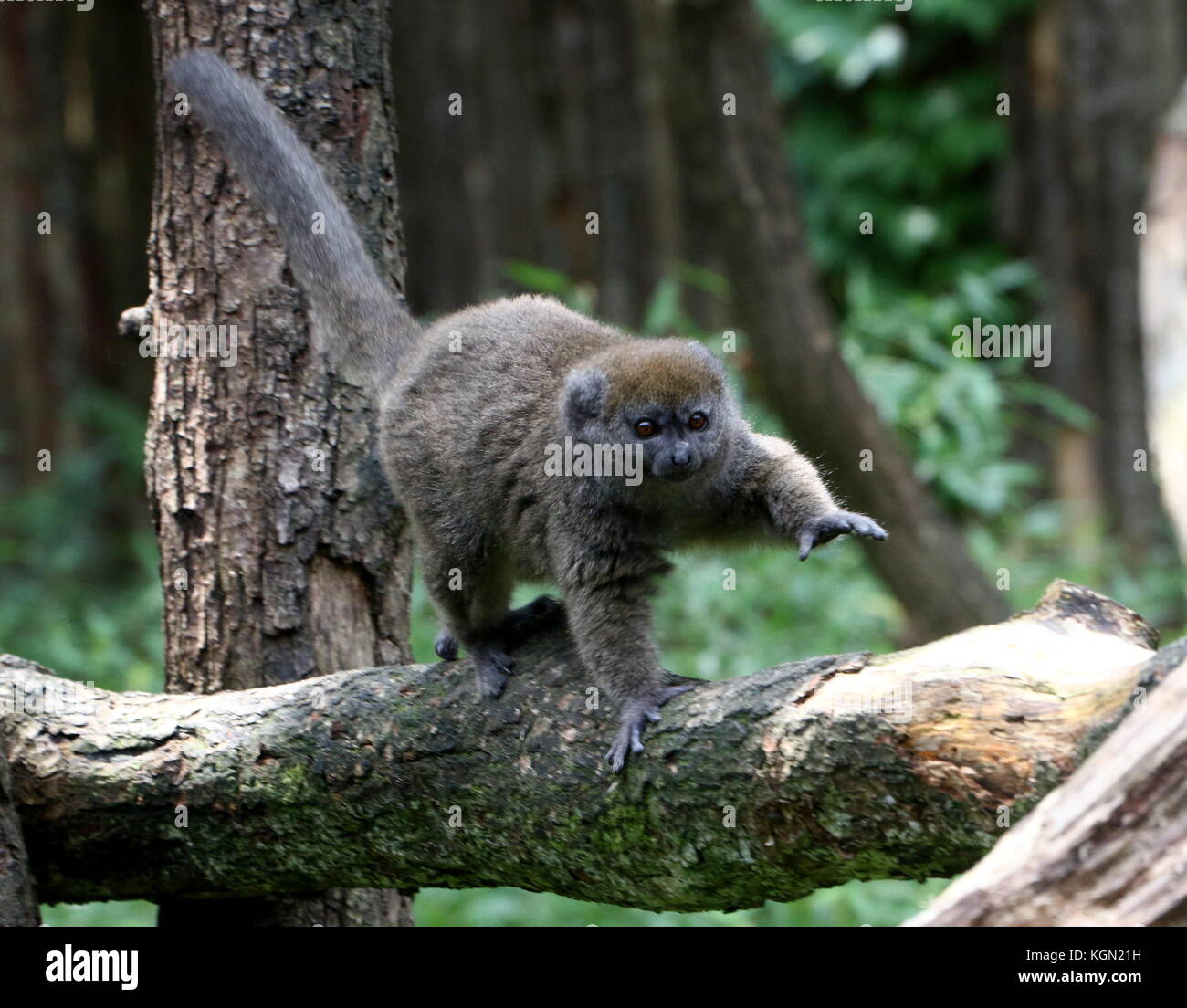 Lac alaotra bamboo lemur hi-res stock photography and images - Alamy