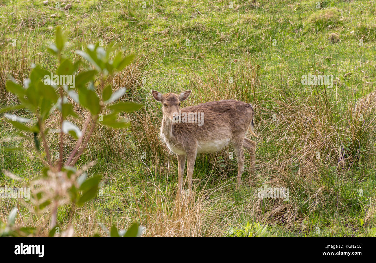 Baby fallow deer uk hi-res stock photography and images - Alamy