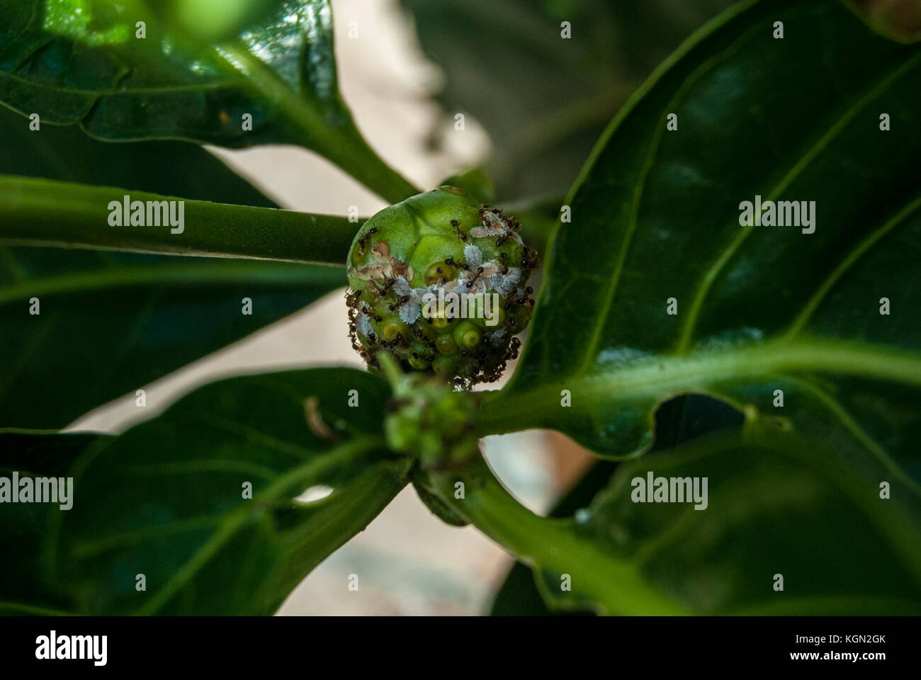 ants at work Stock Photo - Alamy