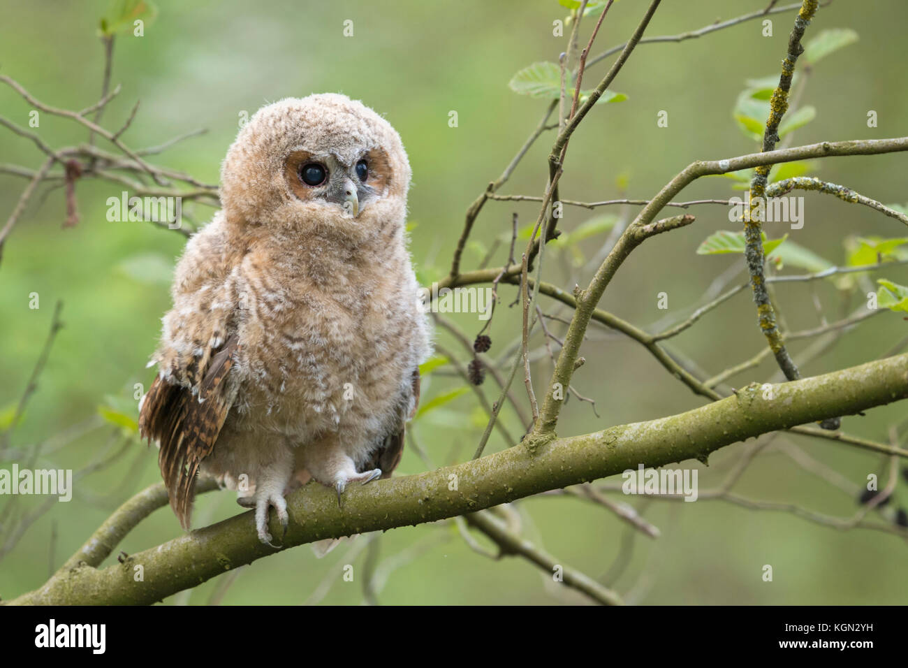 Strix aluco owl hi-res stock photography and images - Alamy