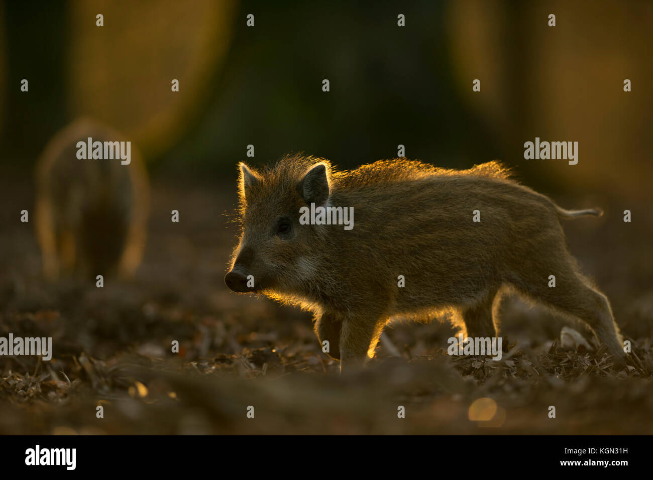Nice pigs hi-res stock photography and images - Alamy