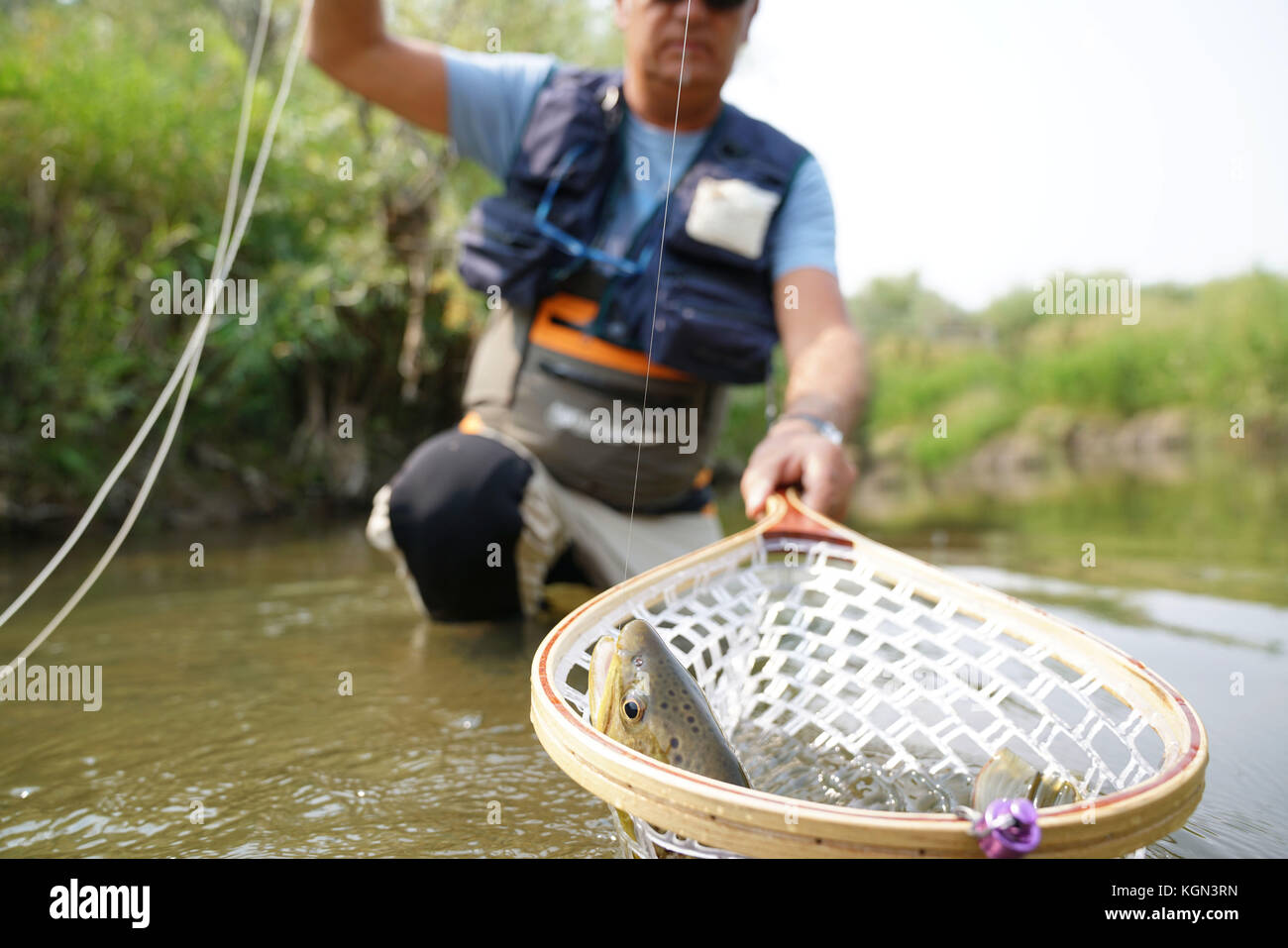 Fly fisherman catching brown trout in river Stock Photo - Alamy