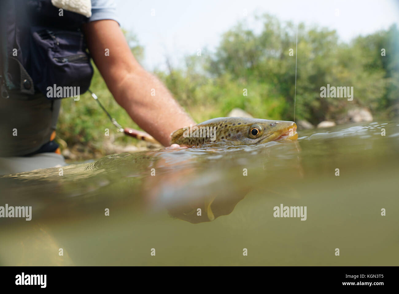 Fly fisherman catching brown trout in river Stock Photo - Alamy