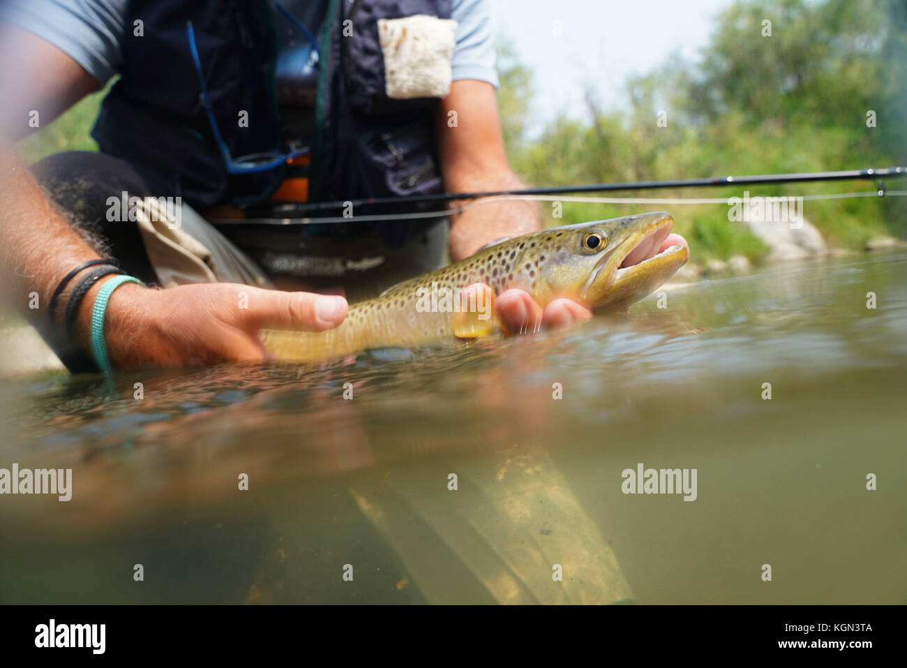 Fly fisherman catching brown trout in river Stock Photo - Alamy