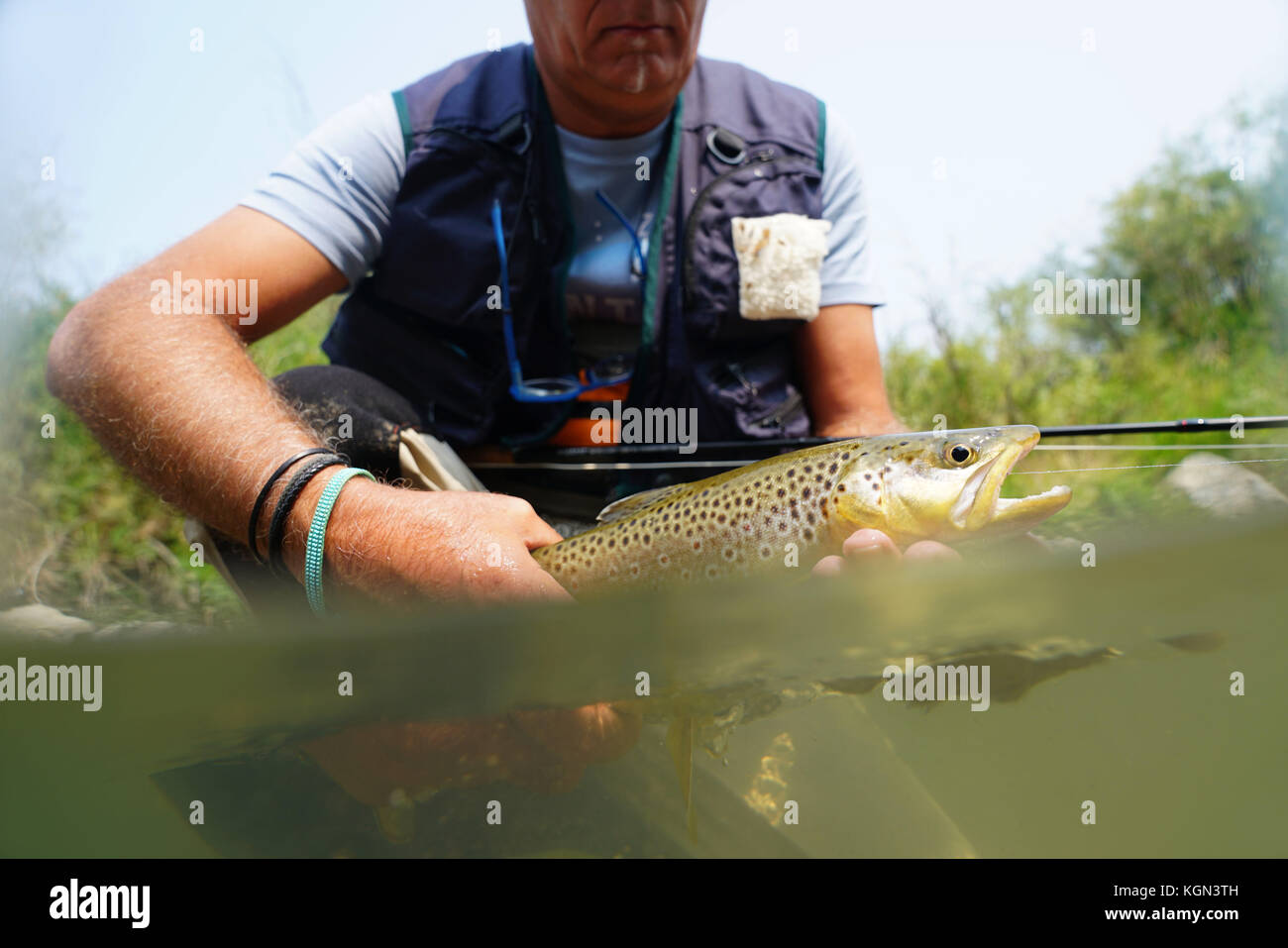 Fly fisherman catching brown trout in river Stock Photo - Alamy