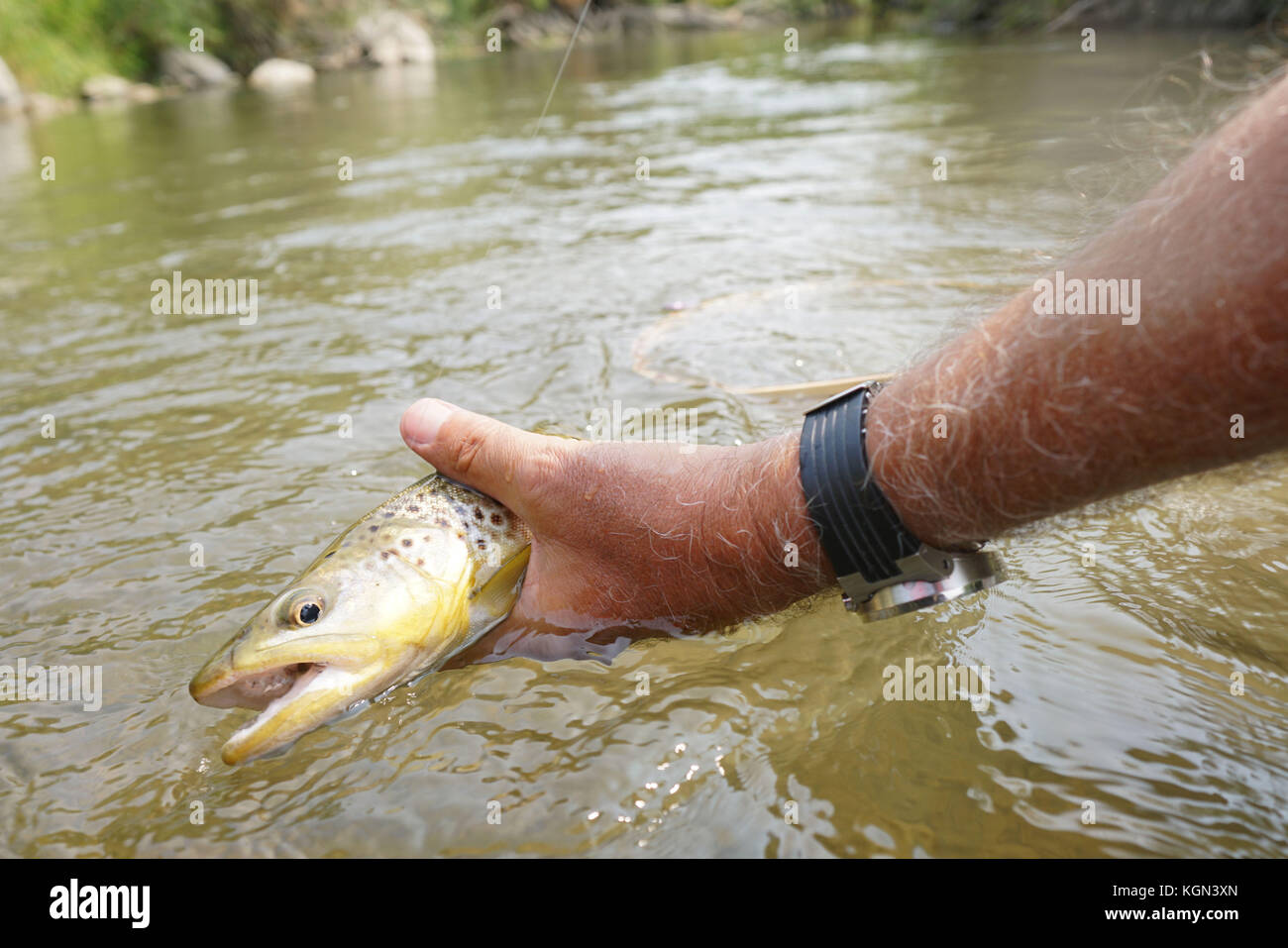 Closeup of brown trout being caught by fly fisherman Stock Photo - Alamy