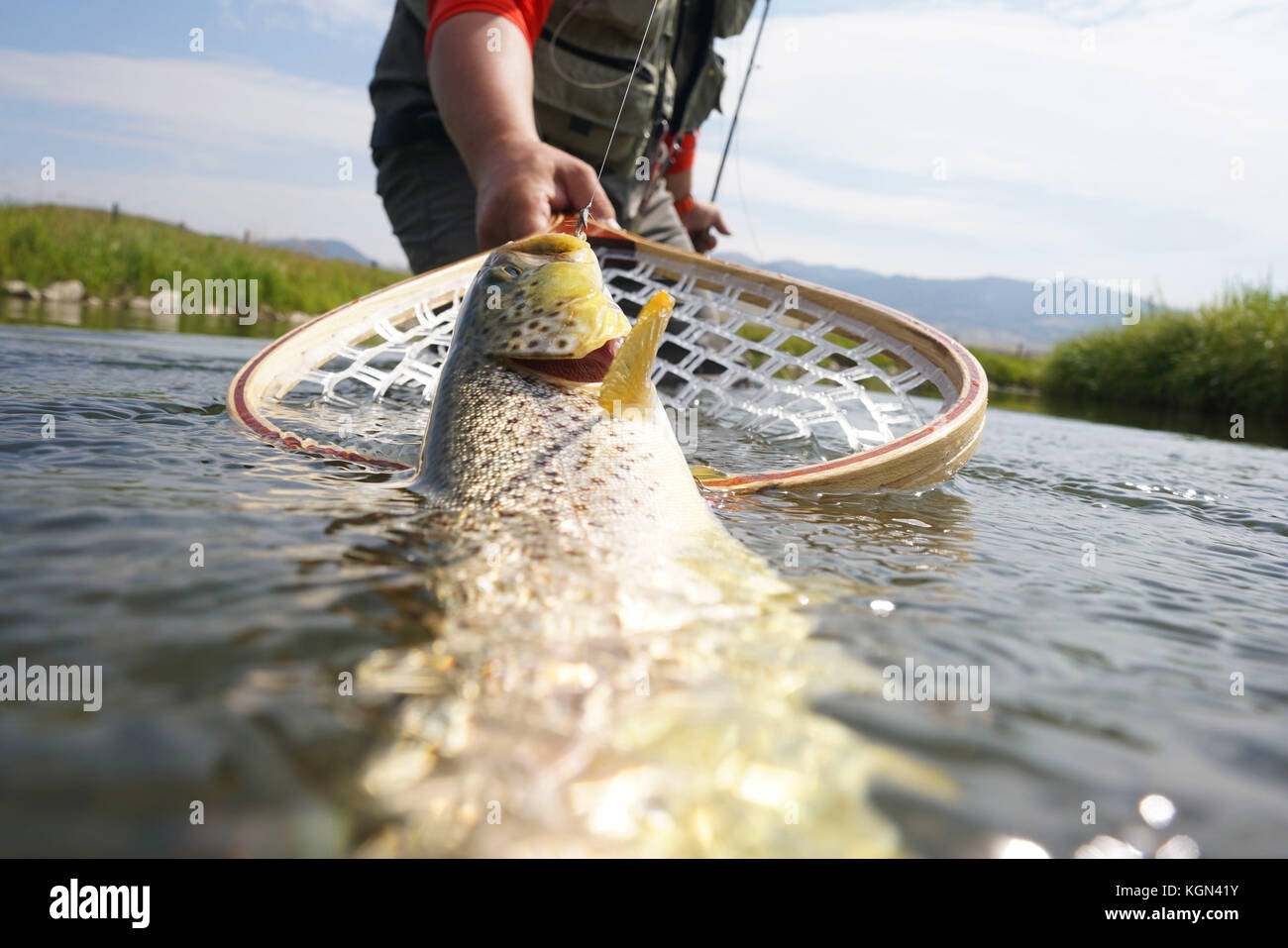 Brown trout being caught in fishing net Stock Photo - Alamy