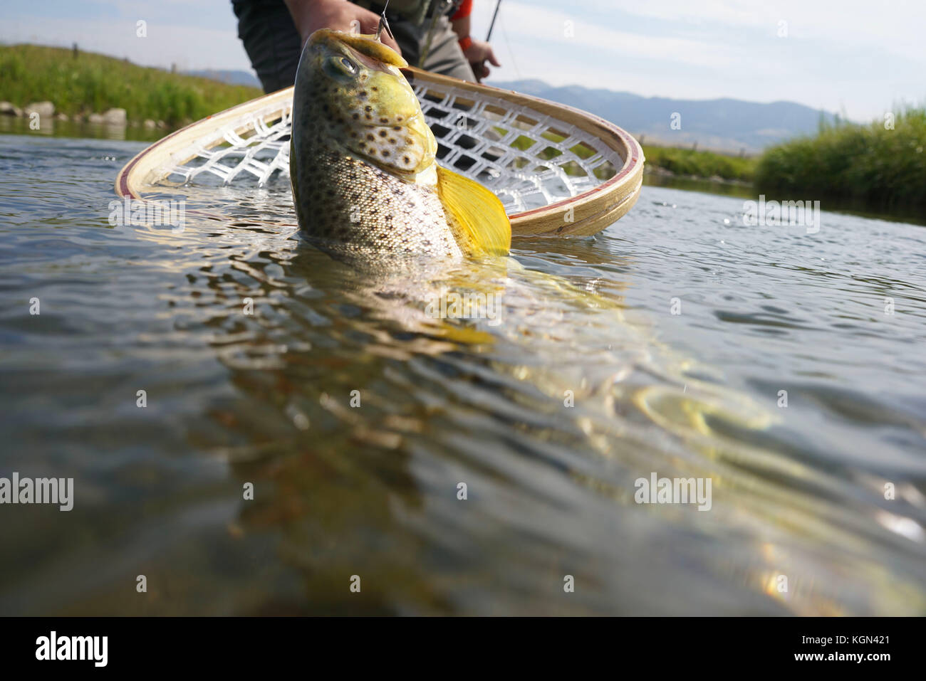 Fly fisherman with brown trout in net hi-res stock photography and ...