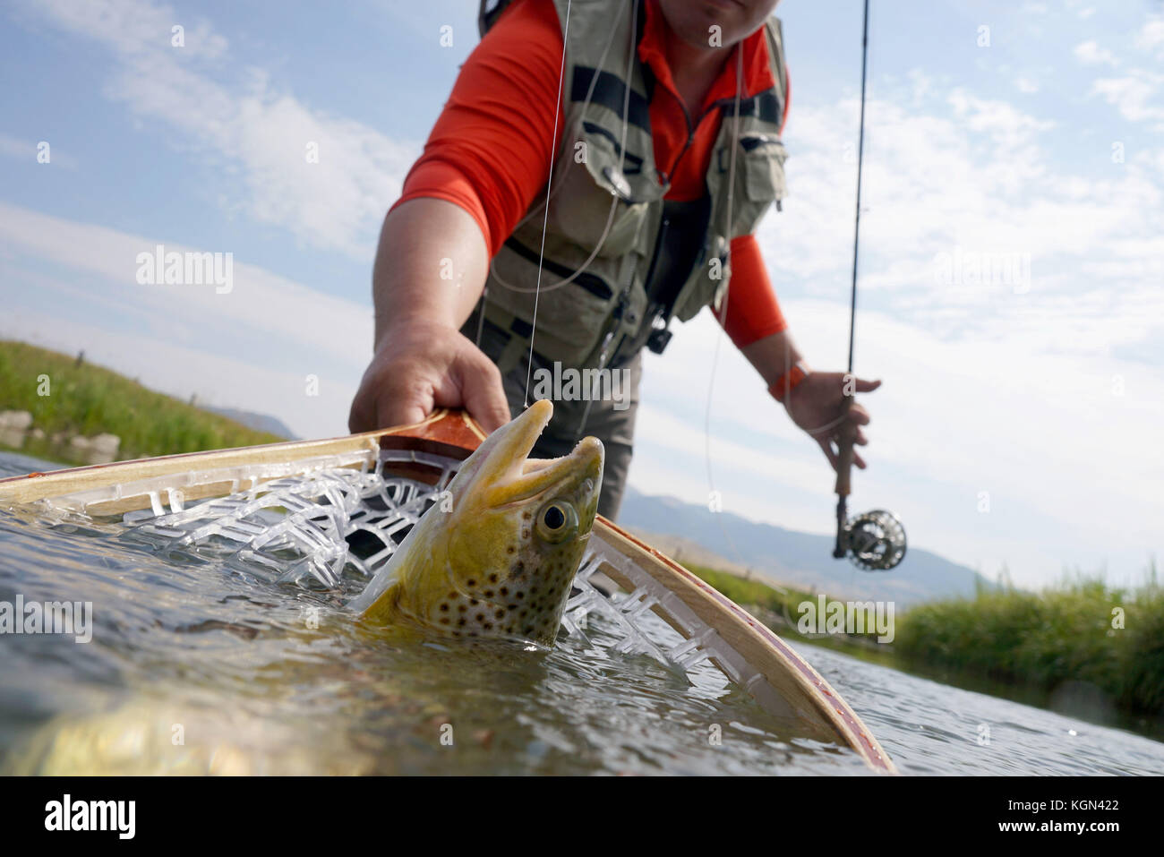 Brown trout being caught in fishing net Stock Photo - Alamy