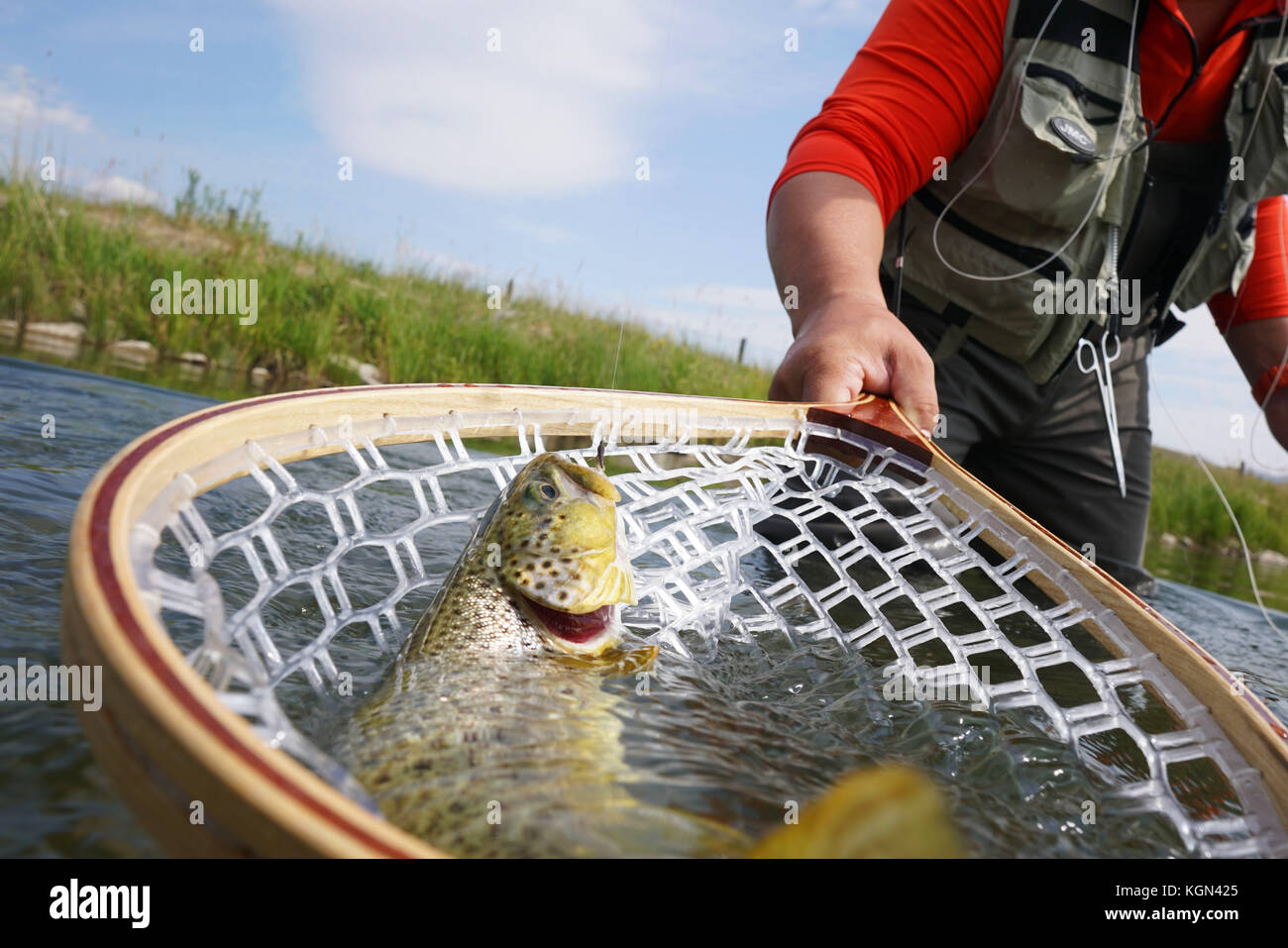 Brown trout being caught in fishing net Stock Photo - Alamy
