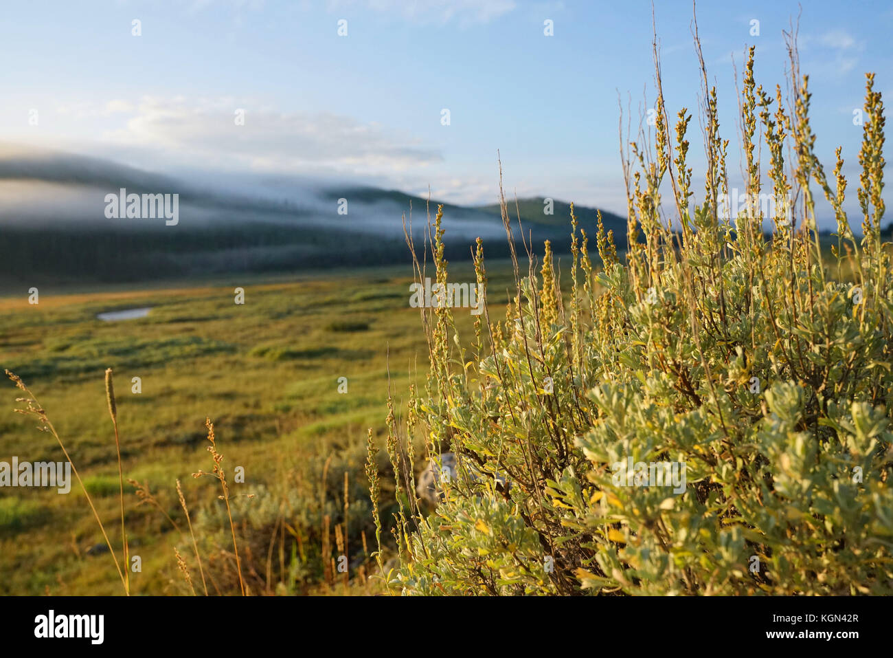 Yellowstone skyline hi-res stock photography and images - Alamy