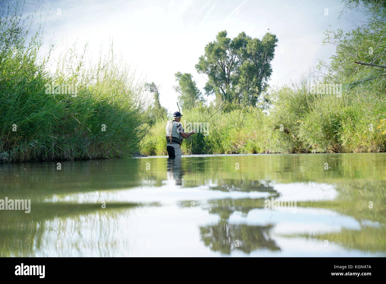 Fly fisherman catching trout in river Stock Photo - Alamy