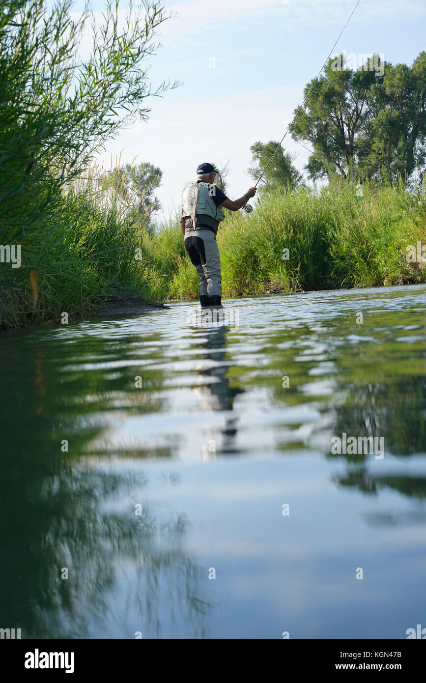 Fly fisherman catching trout in river Stock Photo - Alamy