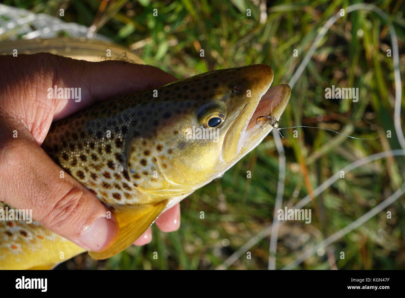 Closeup of brown trout caught in river Stock Photo - Alamy