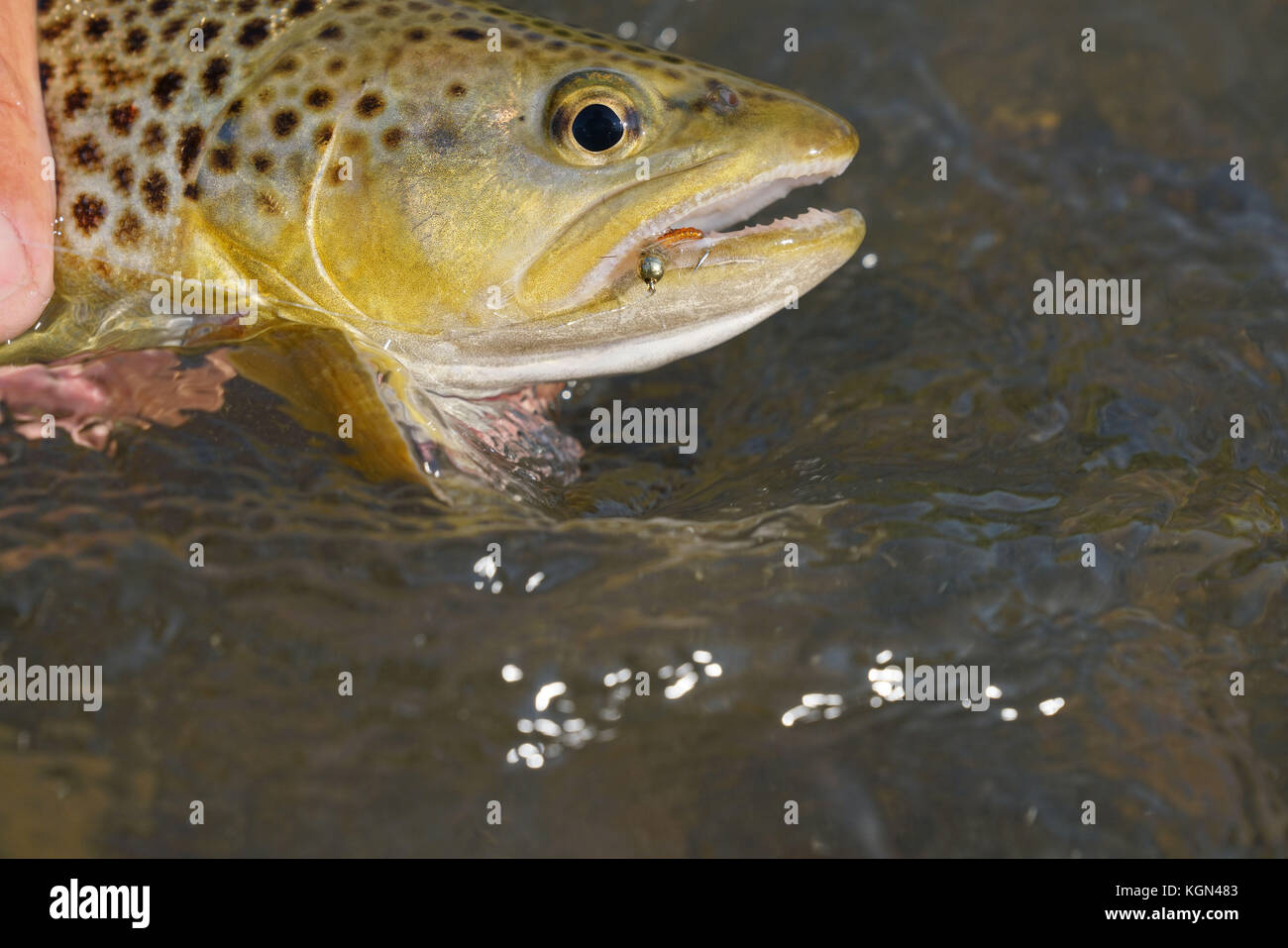 Closeup of brown trout caught in river Stock Photo - Alamy