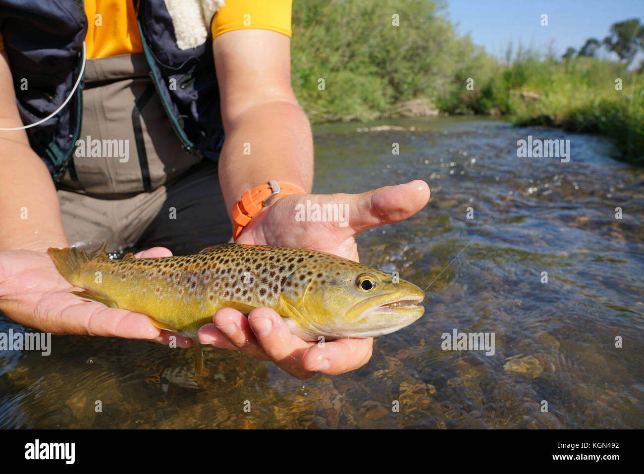 Fly fisherman catching brown trout in river Stock Photo - Alamy