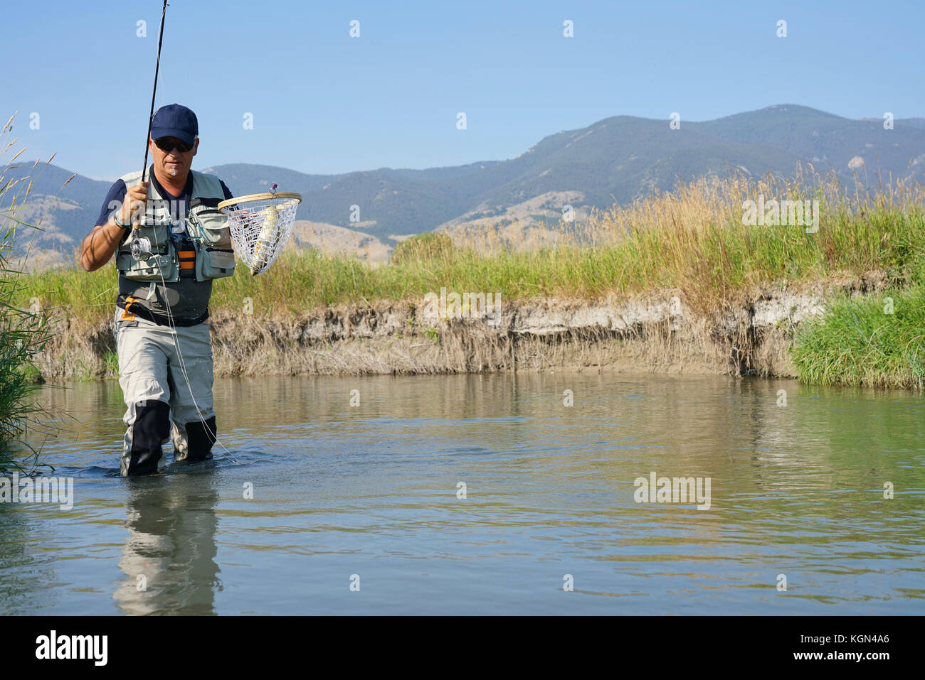 Fly-fisherman catching brown trout in North American river Stock Photo ...