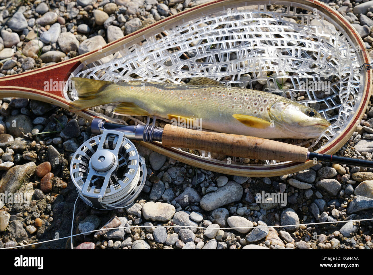 Closeup of brown trout caught in river, set by fishing net and reel ...