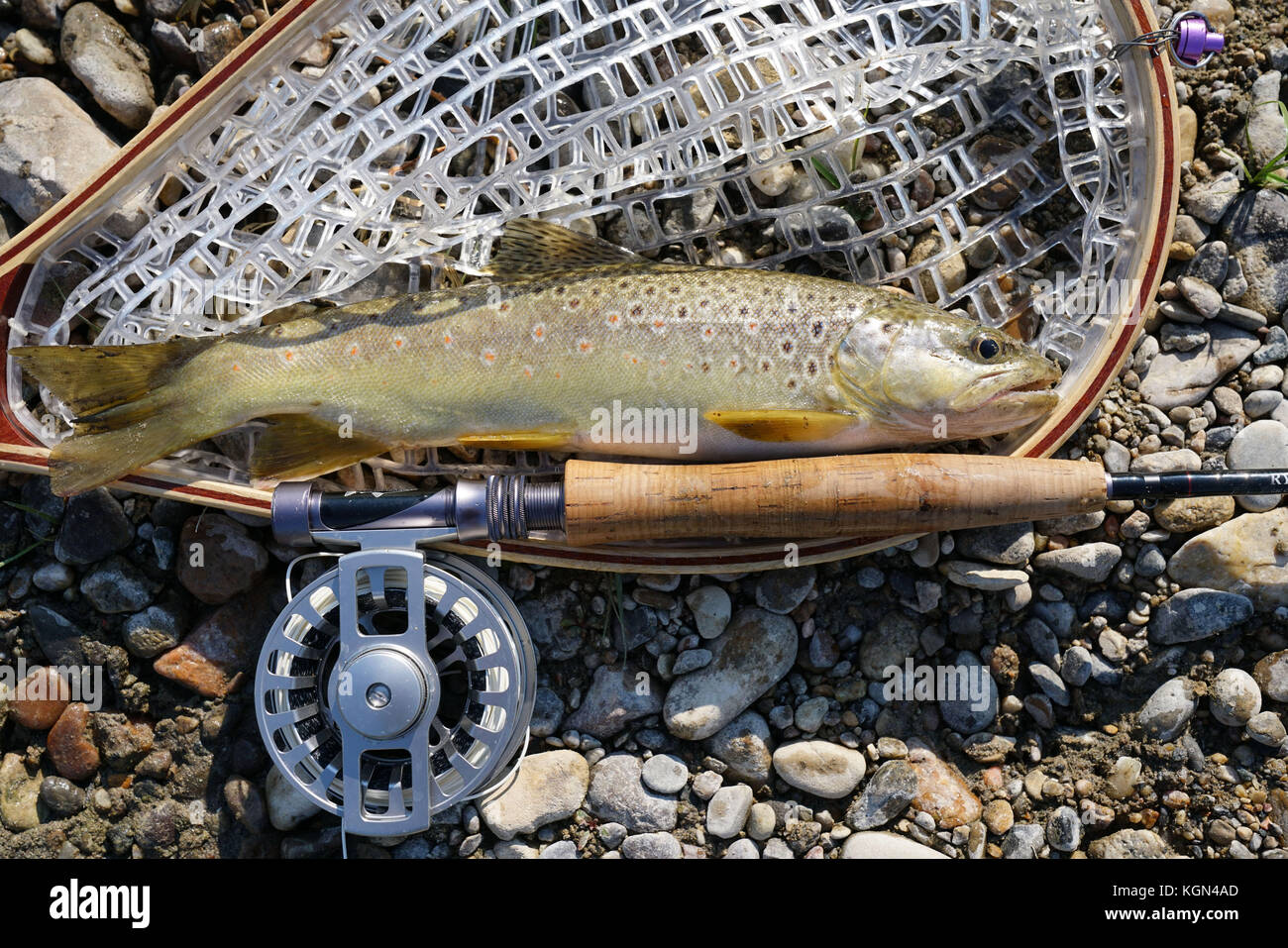 Closeup of brown trout caught in river, set by fishing net and reel ...
