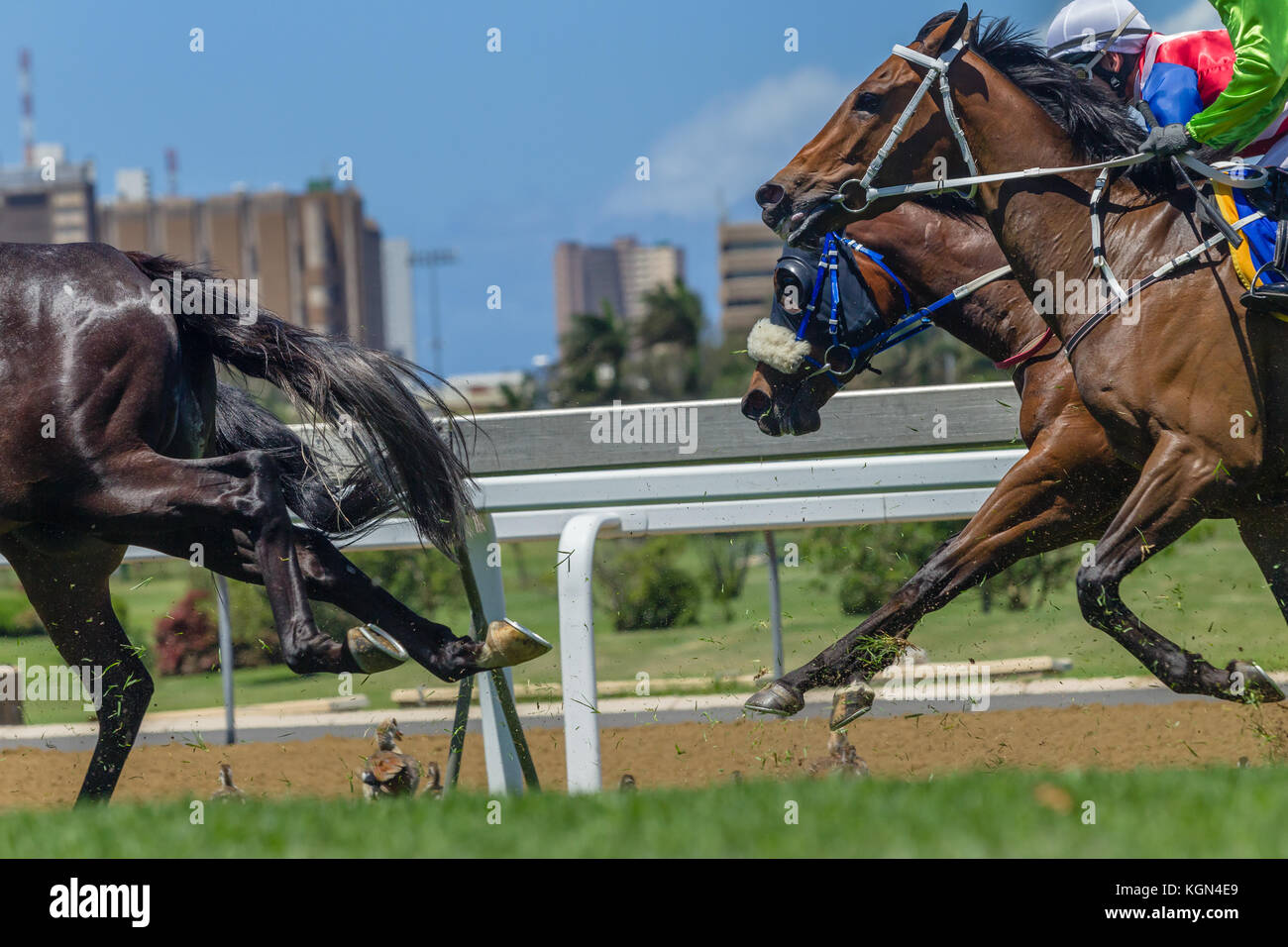 Horse racing closeup abstract animals jockeys legs hoofs running on ...