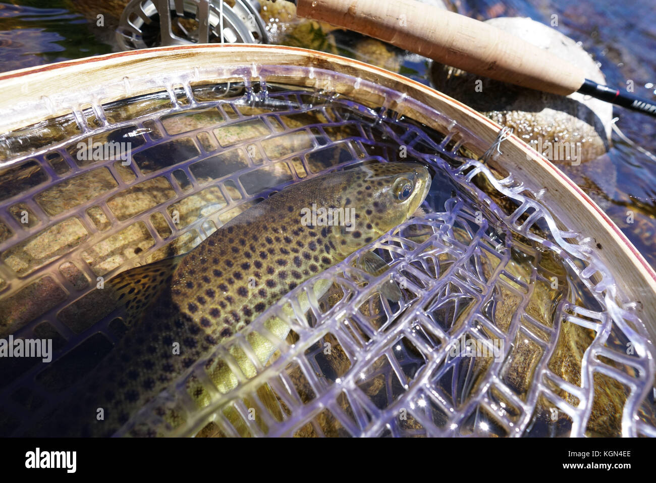Close-up brown trout fly catch Stock Photo - Alamy