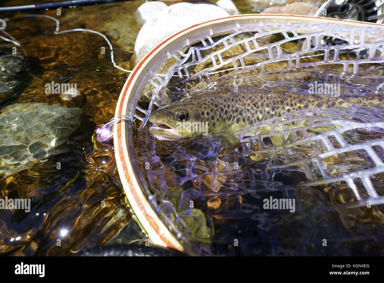 Close-up brown trout fly catch Stock Photo - Alamy