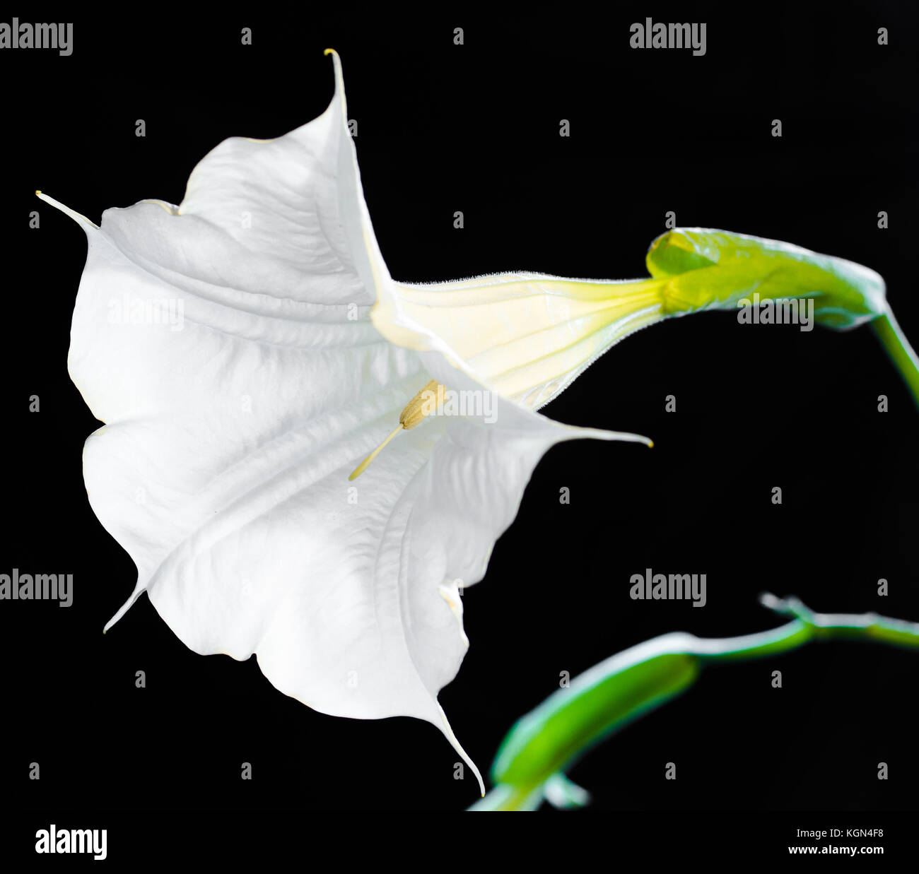 a color photographed in a room environment with ambient light with a ...