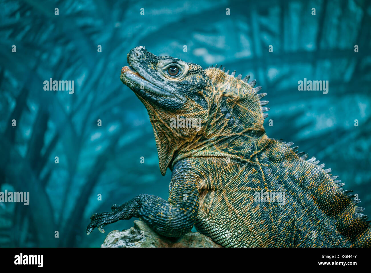 Sailfin Lizard portrait on blurred background Stock Photo - Alamy