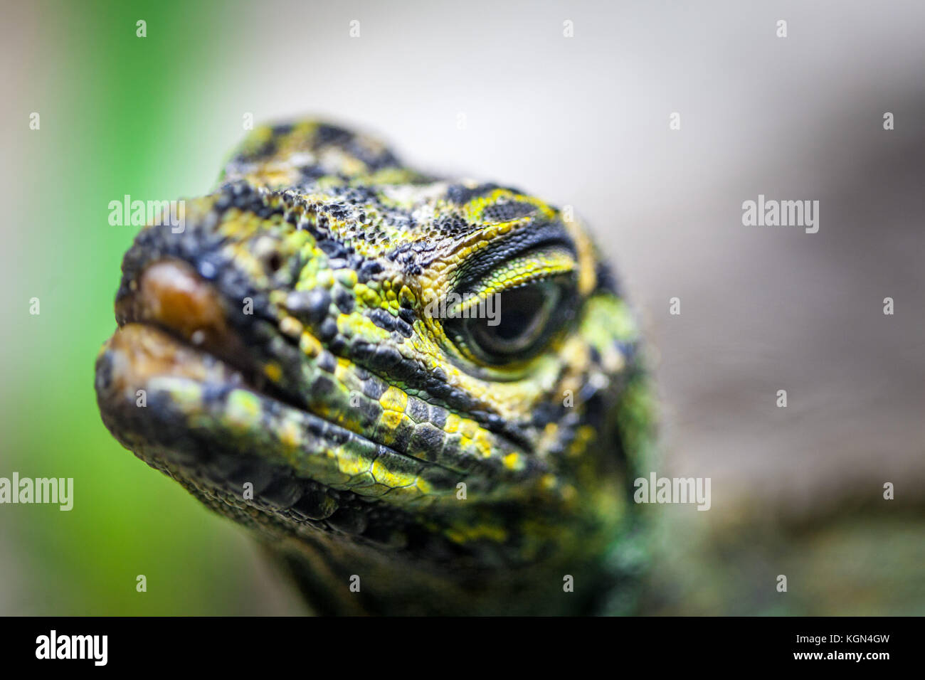 Sailfin Lizard looking straight into the camera - extreme closeup with ...