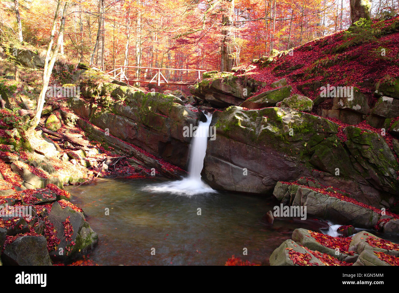 Magnificent view of the waterfall in the Autumn Beech Forest in Europe ...