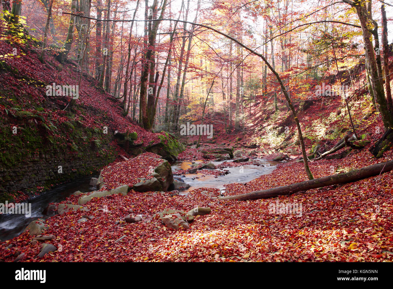 Magnificent view of the waterfall in the Autumn Beech Forest in Europe ...