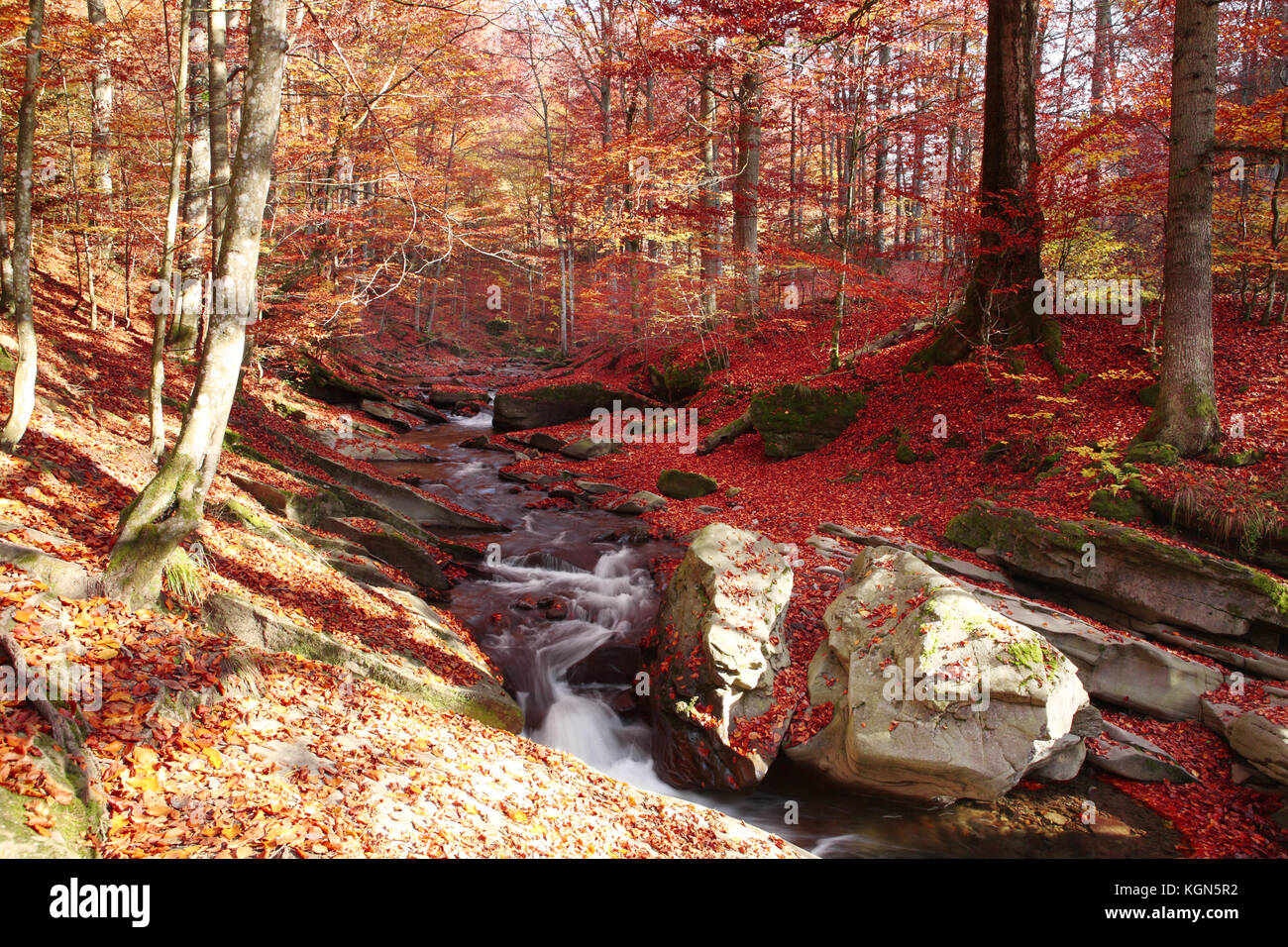 Magnificent view of the waterfall in the Autumn Beech Forest in Europe ...