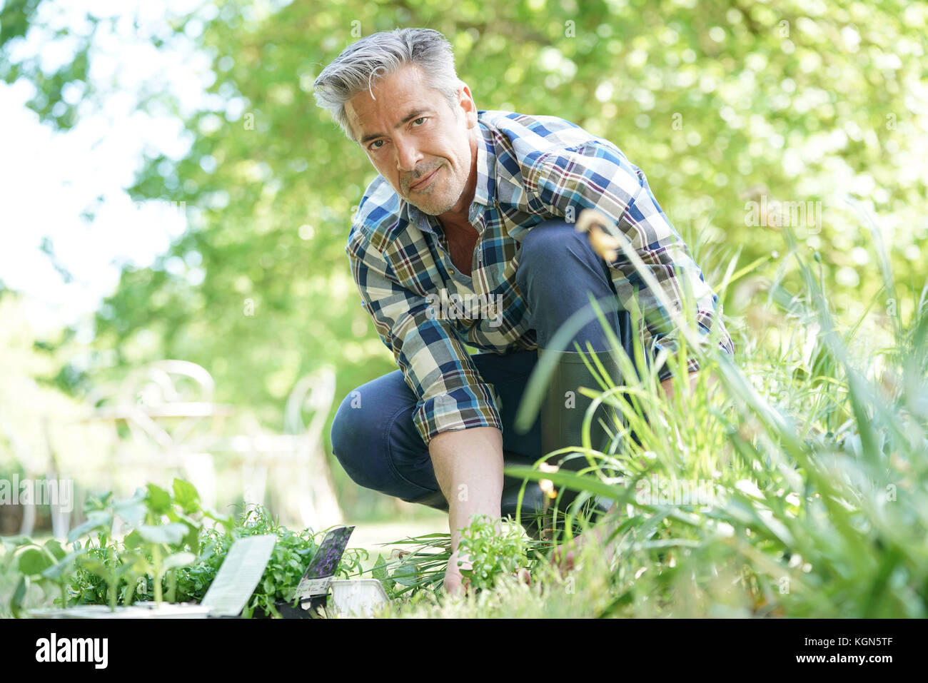 Mature man in garden planting new flowers Stock Photo - Alamy