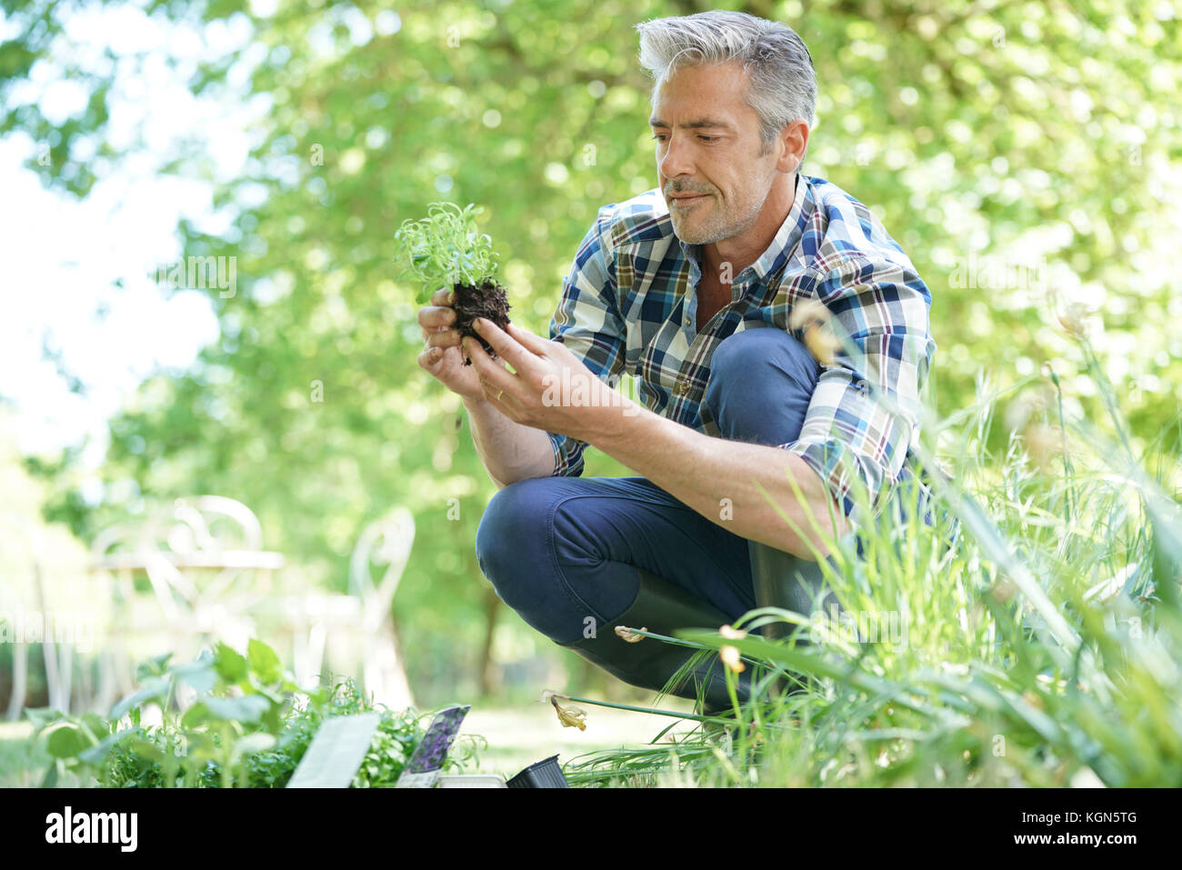 Mature man in garden planting new flowers Stock Photo - Alamy