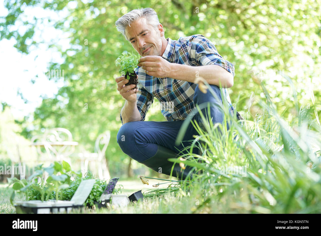 Mature man in garden planting new flowers Stock Photo - Alamy
