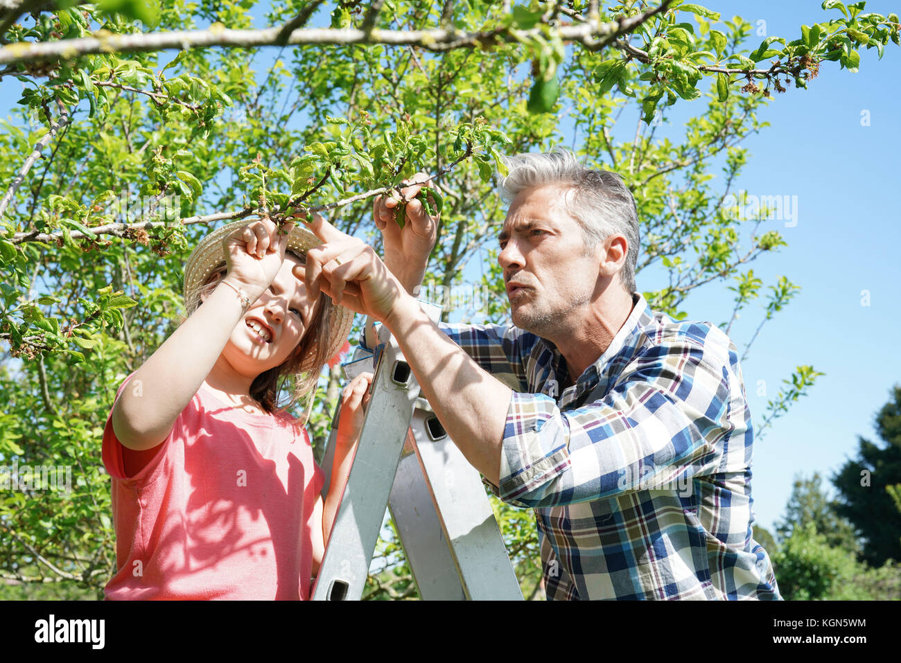 Man with young girl looking at fruit trees buds Stock Photo - Alamy